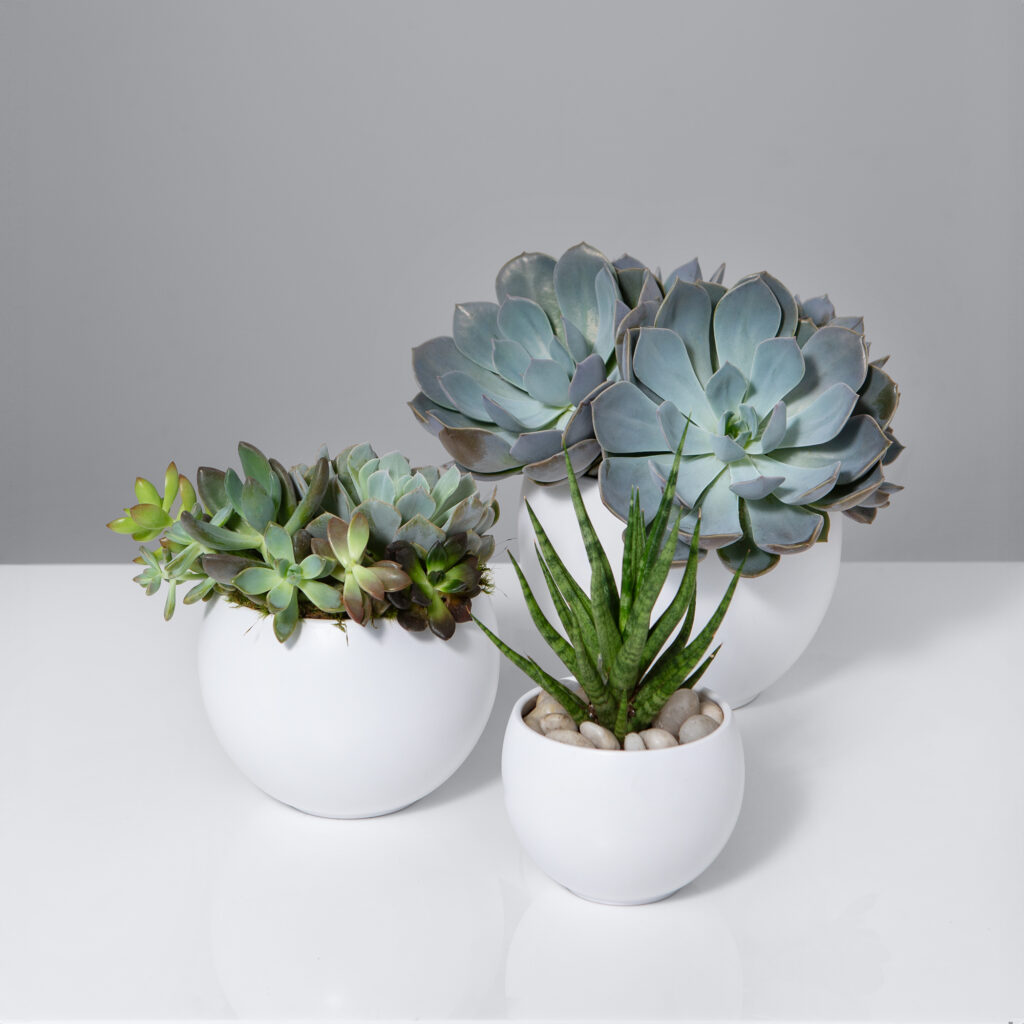 Luna Pot | Folha