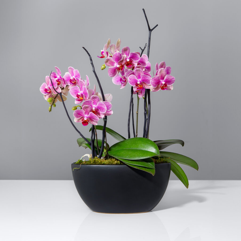 Metta Boat – Assorted Mini Double Orchids | Folha