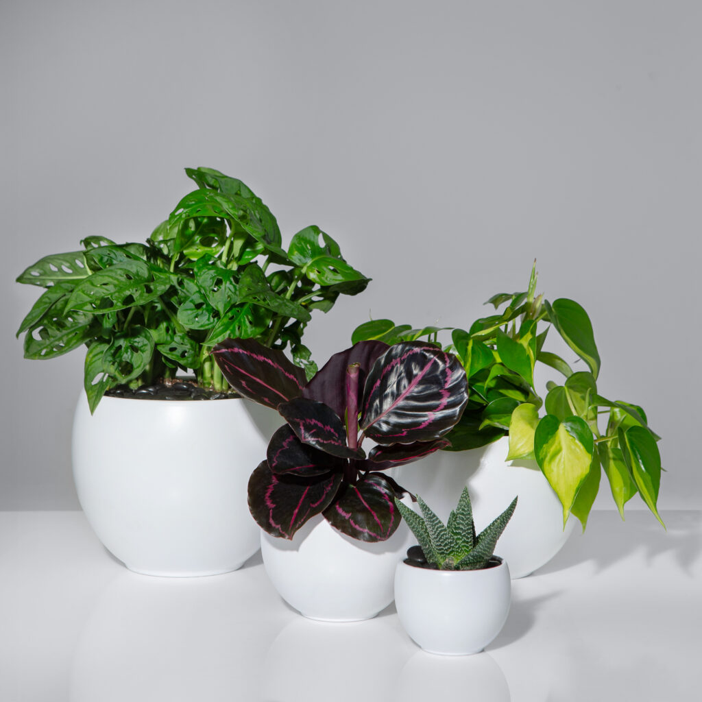 Luna Pot | Folha